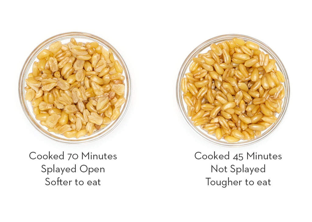 Mediterranean Breakfast Wheat Berries - infused with rose water - BITE ...